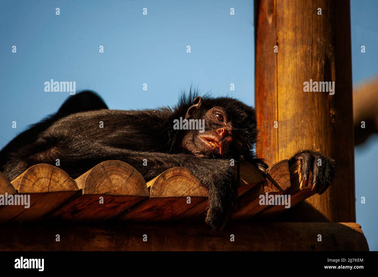 Spider monkey, a primate that has a prehensile tail, very common on the ...