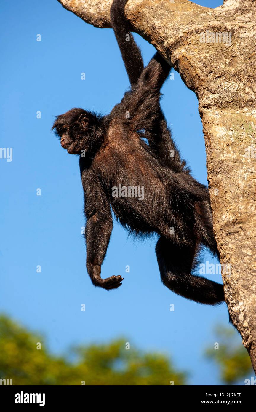 Spider monkey, a primate that has a prehensile tail, very common on the ...