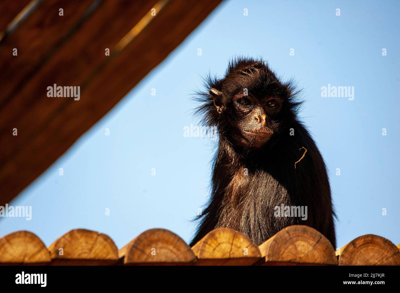 Spider monkey, a primate that has a prehensile tail, very common on the ...