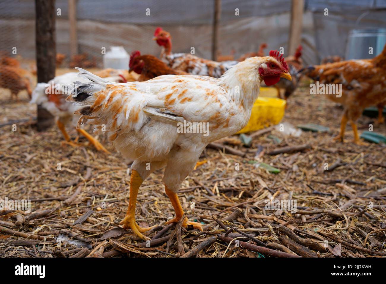 Hens and free range chickens in poultry farm Stock Photo - Alamy