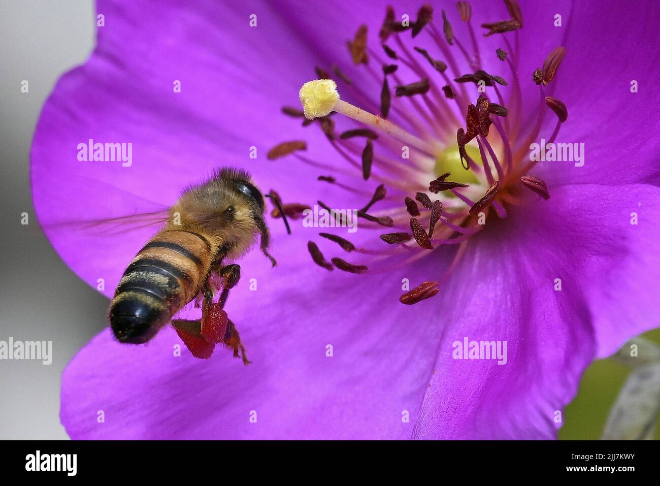 Pacific Grove, California, USA. 23rd July, 2022. A bee sucks the nectar ...