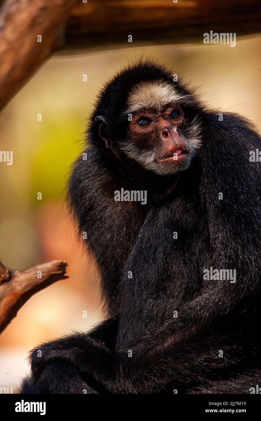 Spider monkey, a primate that has a prehensile tail, very common on the ...