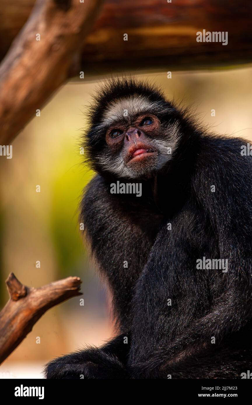 Spider monkey, a primate that has a prehensile tail, very common on the ...