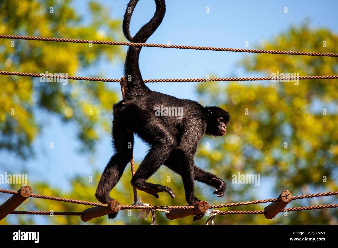 Spider monkey, a primate that has a prehensile tail, very common on the ...