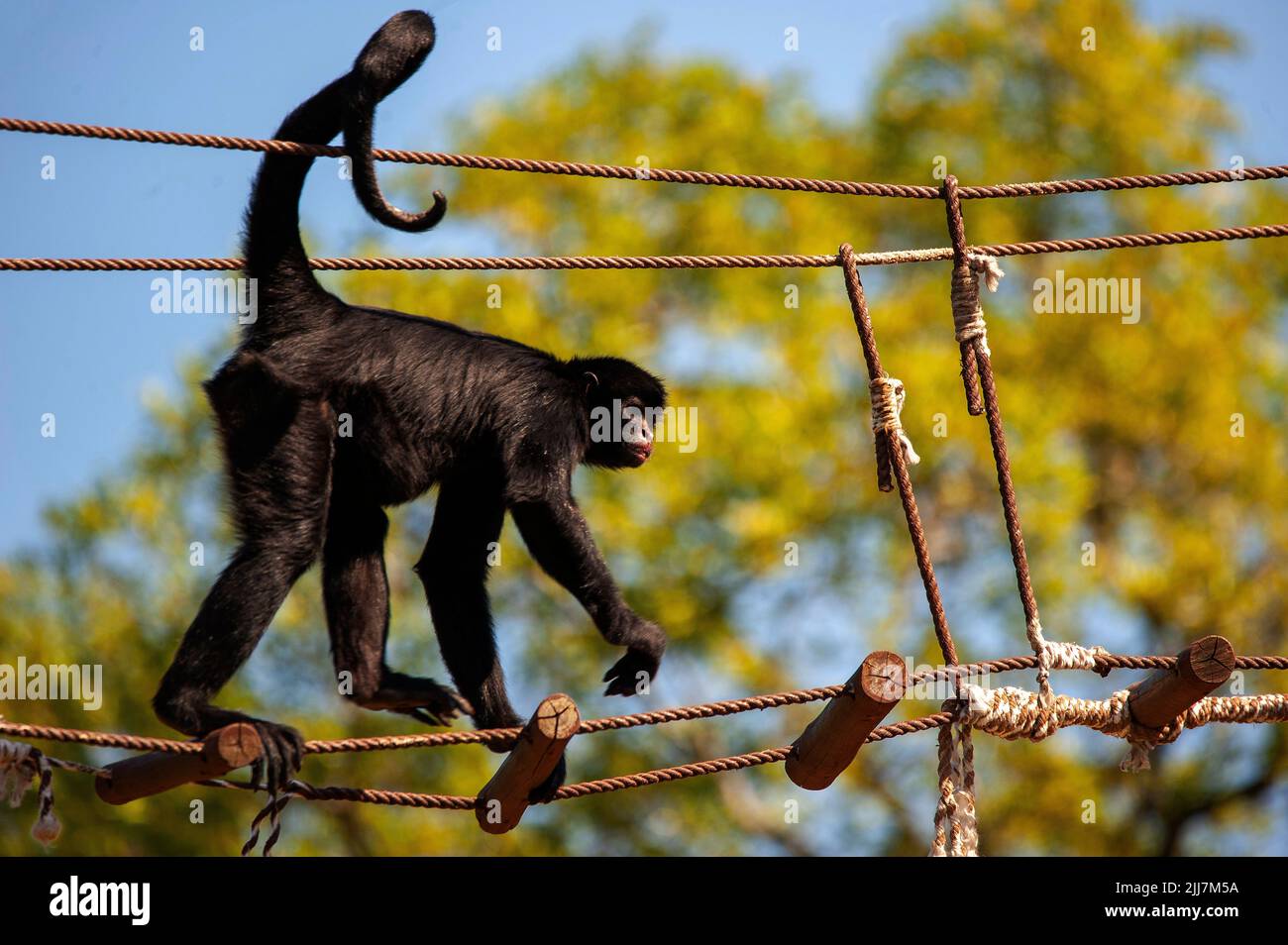 Spider monkey, a primate that has a prehensile tail, very common on the ...
