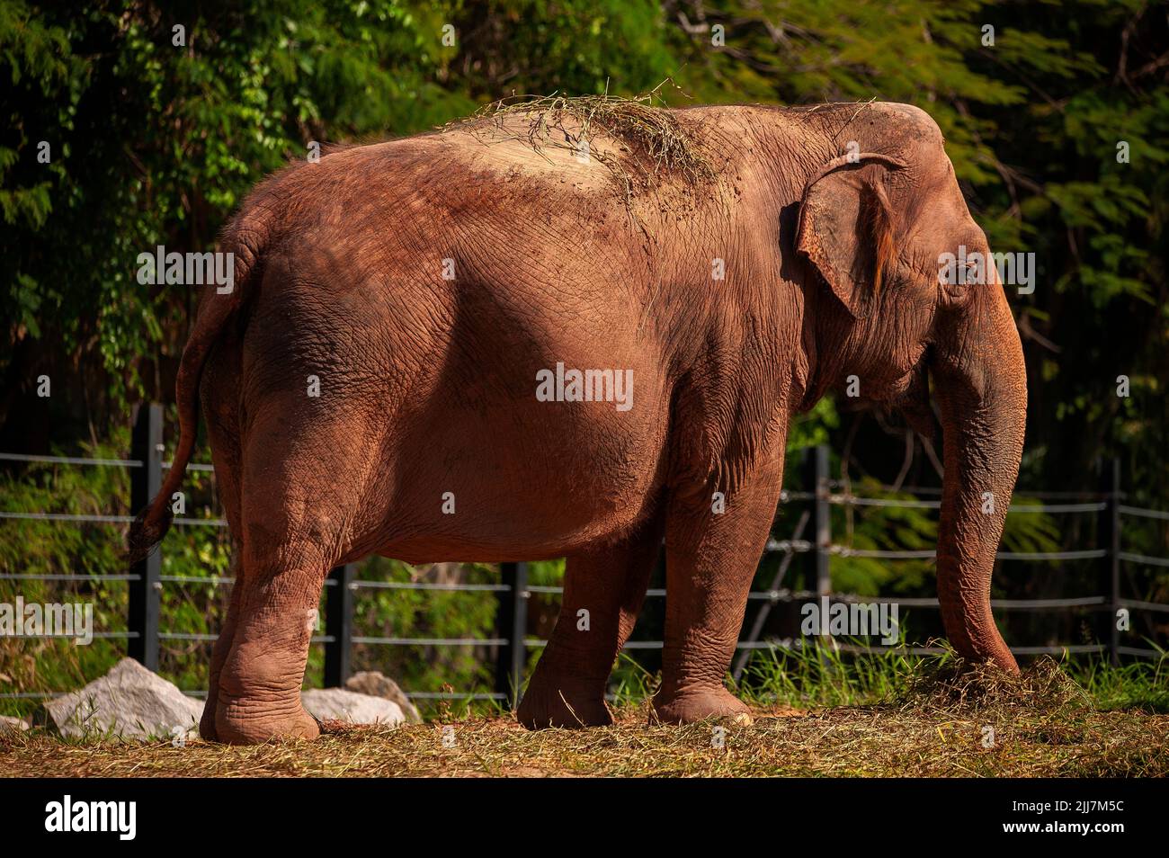 Asiatic elephant has a very tiny ear compared with their African ...