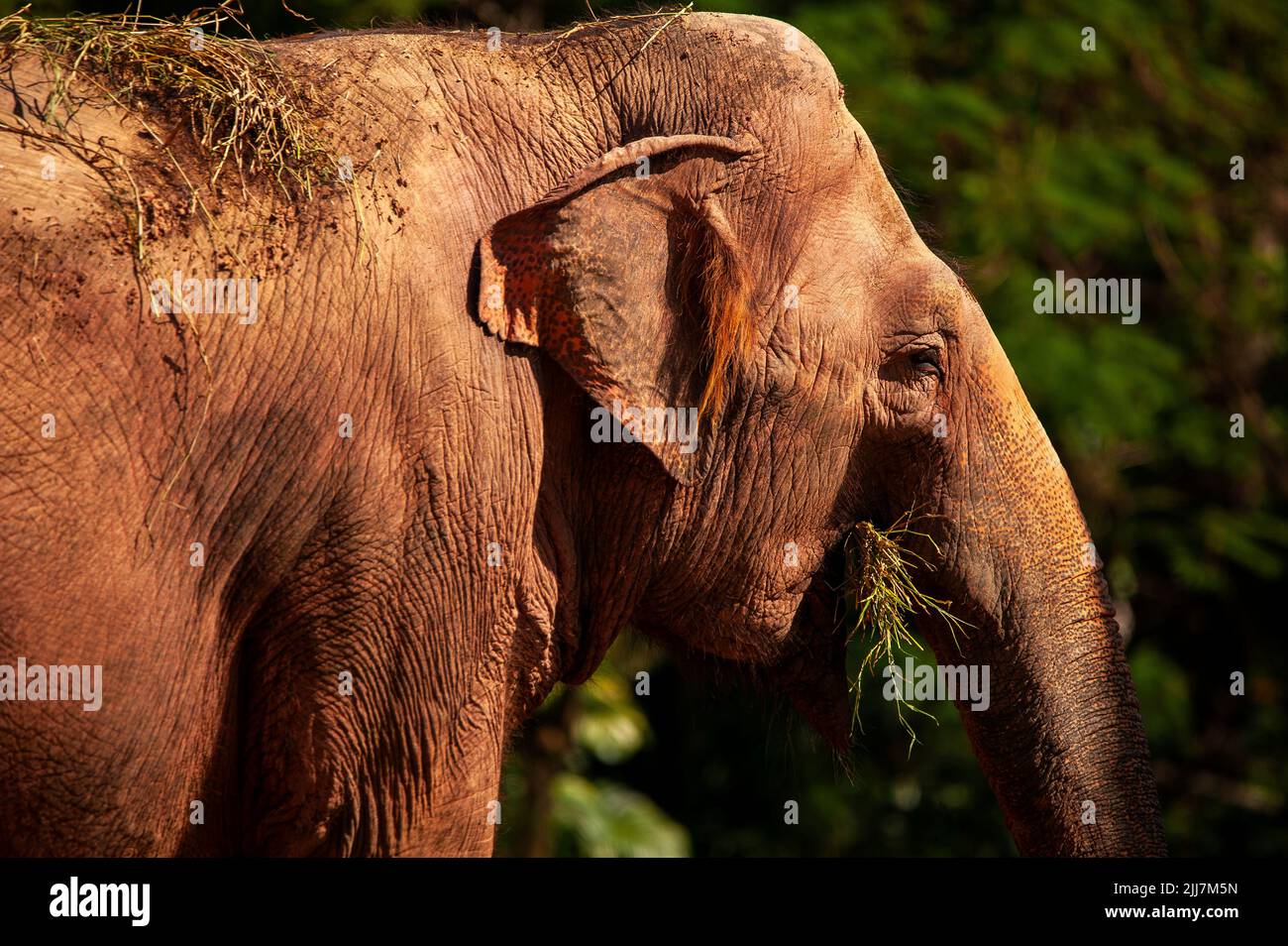 Asiatic elephant has a very tiny ear compared with their African ...