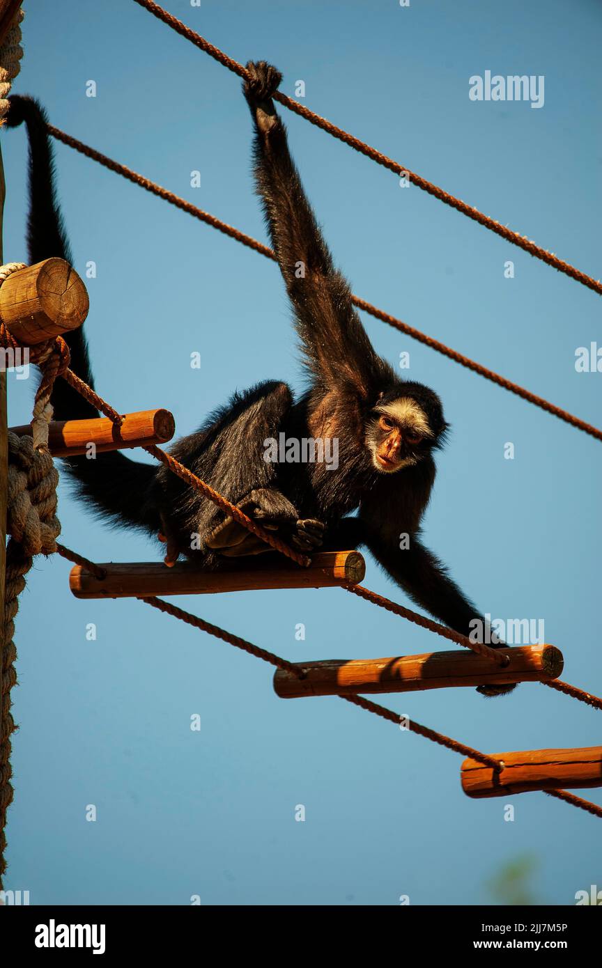 Spider monkey, a primate that has a prehensile tail, very common on the ...