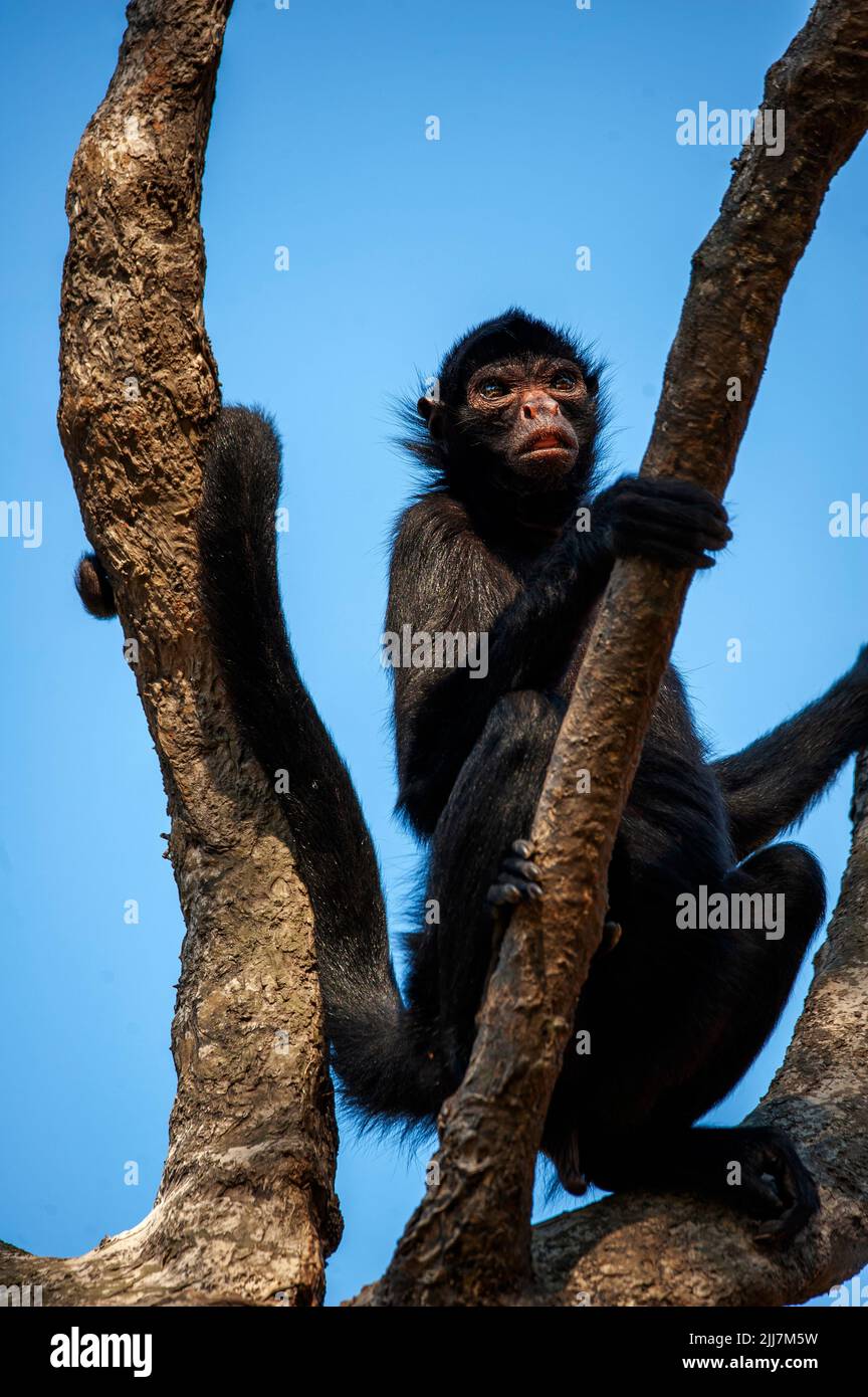 Spider monkey, a primate that has a prehensile tail, very common on the ...