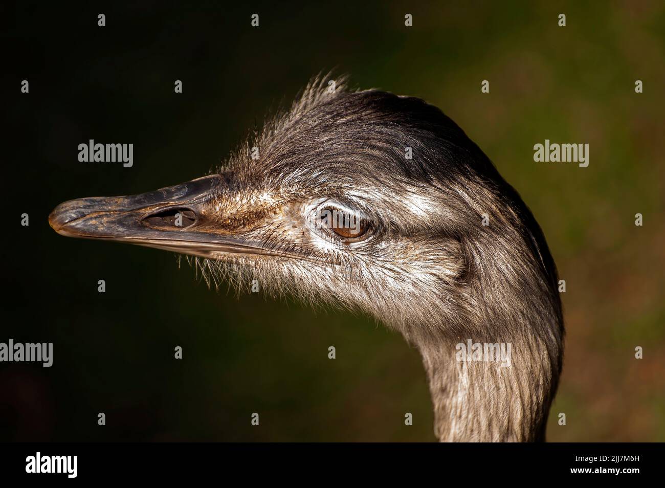 Emma is the biggest bird in South America it resembles the ostrich from ...