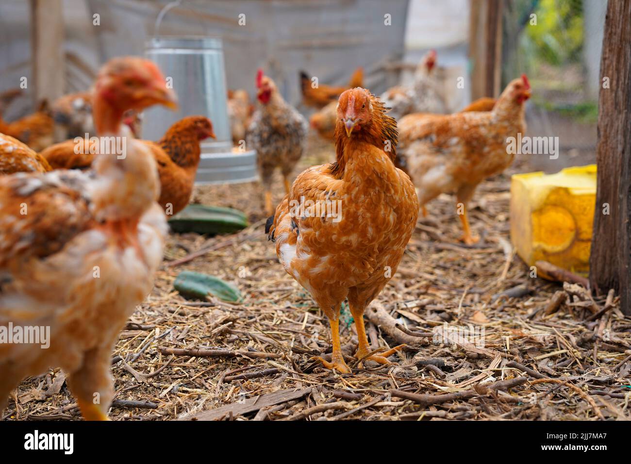 Hens and free range chickens in poultry farm Stock Photo - Alamy