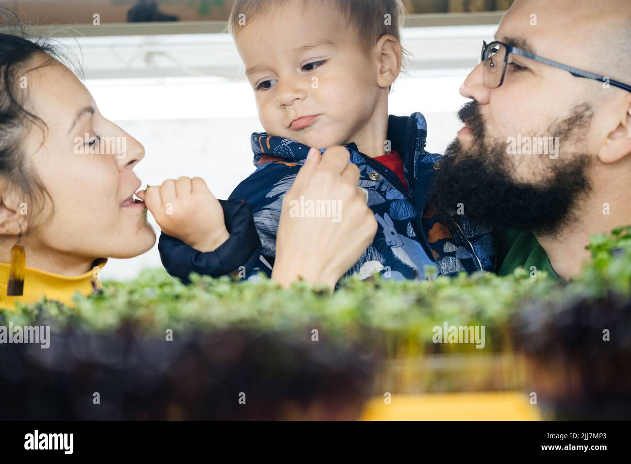 Family having fun on urban microgreen farm, happy working together ...