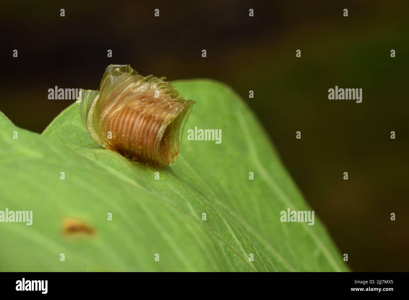 Tortoise beetle life cycle hi-res stock photography and images - Alamy