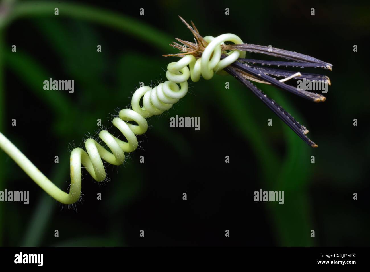 Vines grabbing another plant hi-res stock photography and images - Alamy