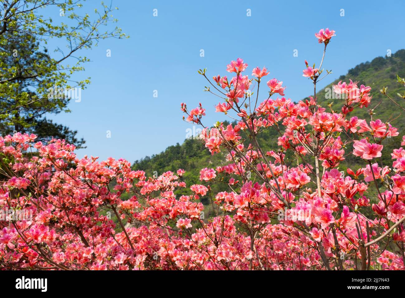 Spring scenery of Huangpi Mulan Yunwu Mountain in Wuhan, Hubei Stock ...
