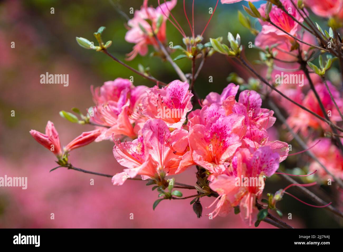 Spring scenery of Huangpi Mulan Yunwu Mountain in Wuhan, Hubei Stock ...