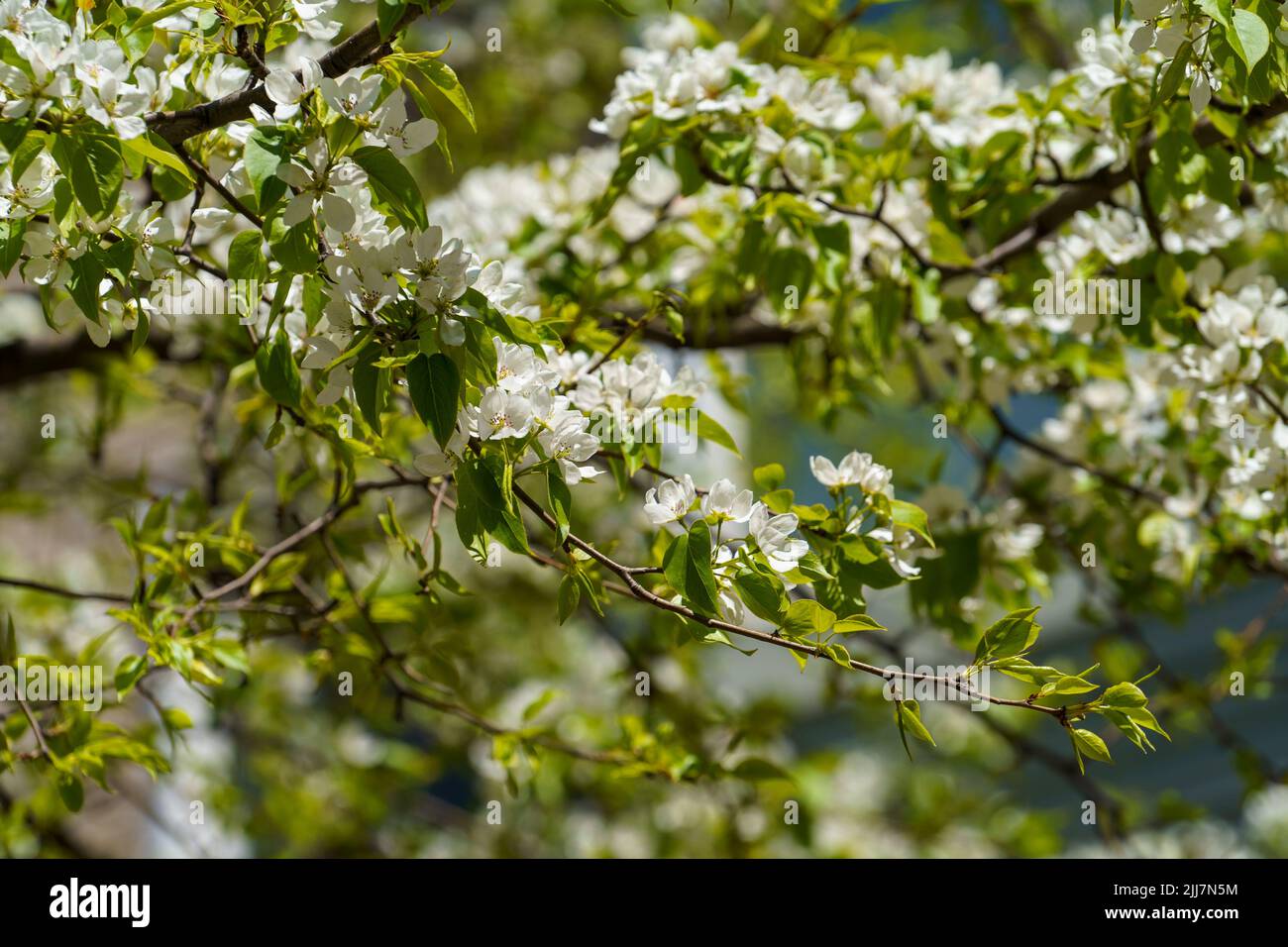 Landscape with a view of a flowering fruit tree Stock Photo - Alamy
