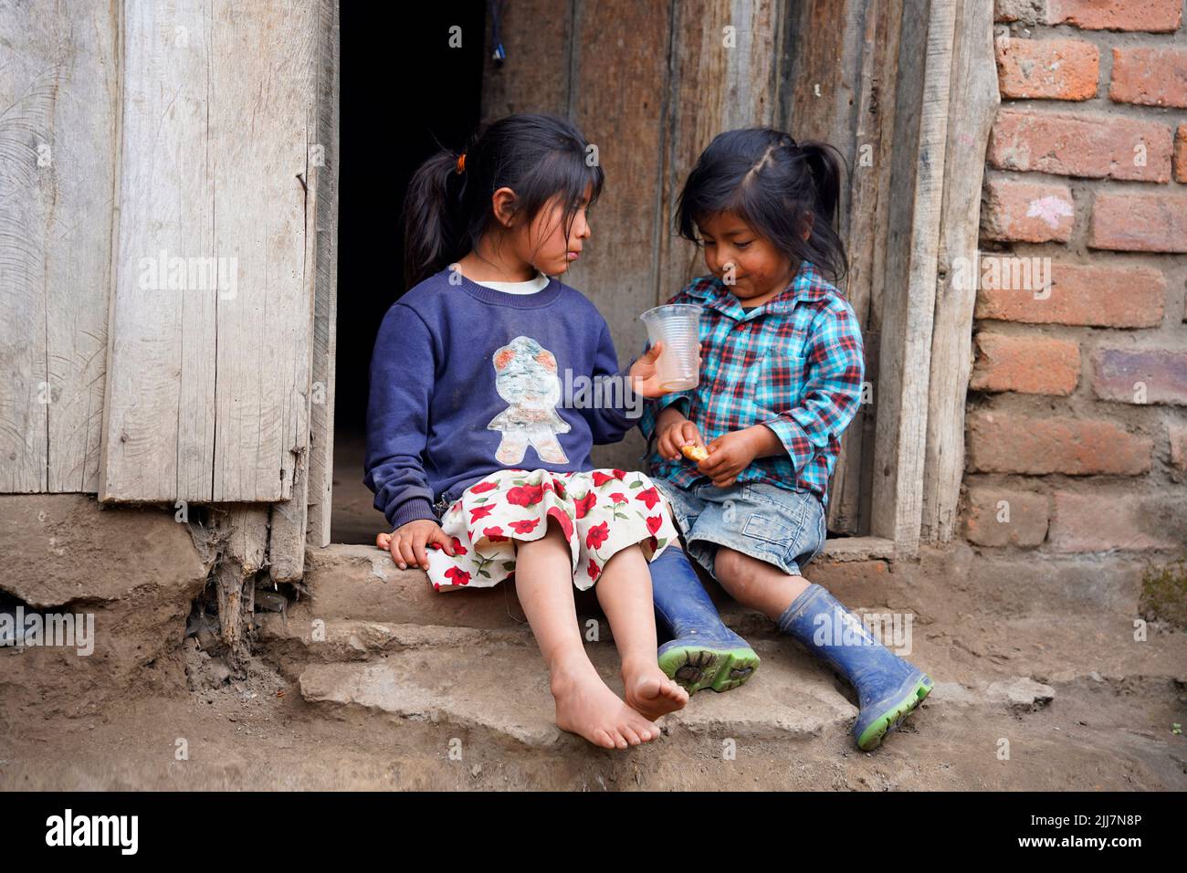Hens and free range chickens in poultry farm Stock Photo - Alamy