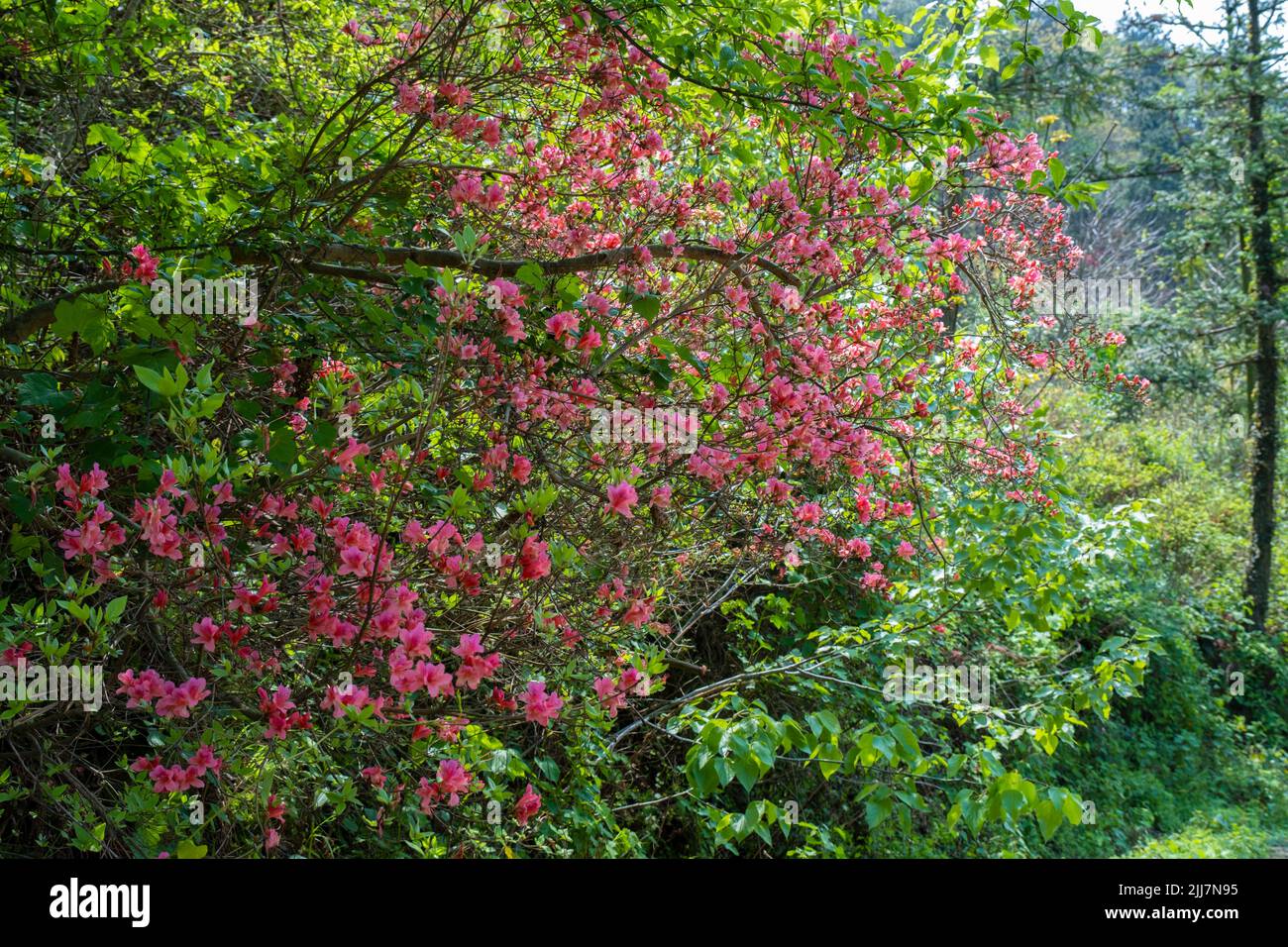 Spring scenery of Huangpi Mulan Yunwu Mountain in Wuhan, Hubei Stock ...