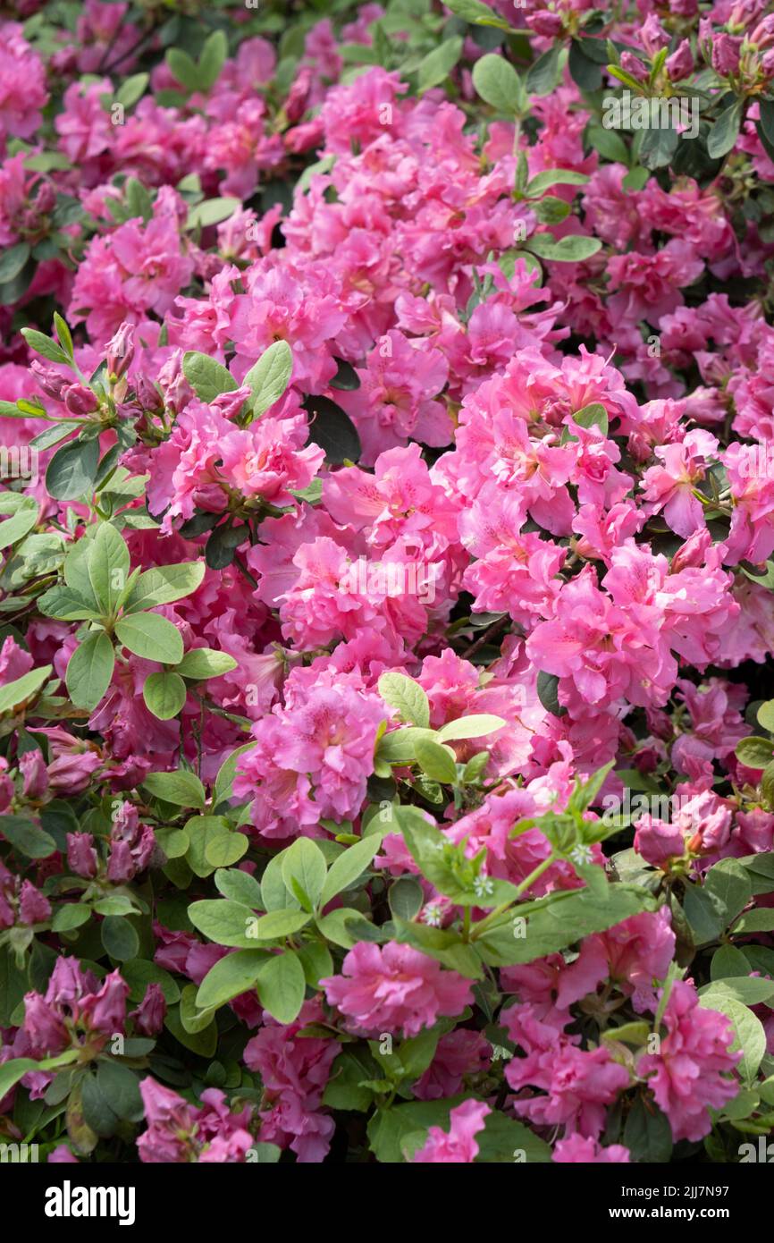 Spring scenery of Huangpi Mulan Yunwu Mountain in Wuhan, Hubei Stock ...