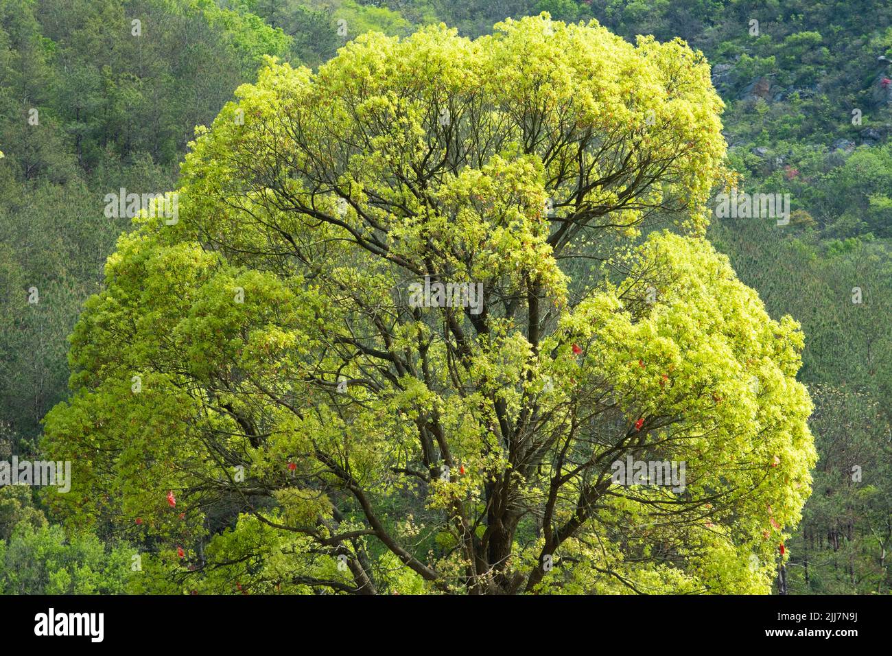 Spring scenery of Huangpi Mulan Yunwu Mountain in Wuhan, Hubei Stock ...