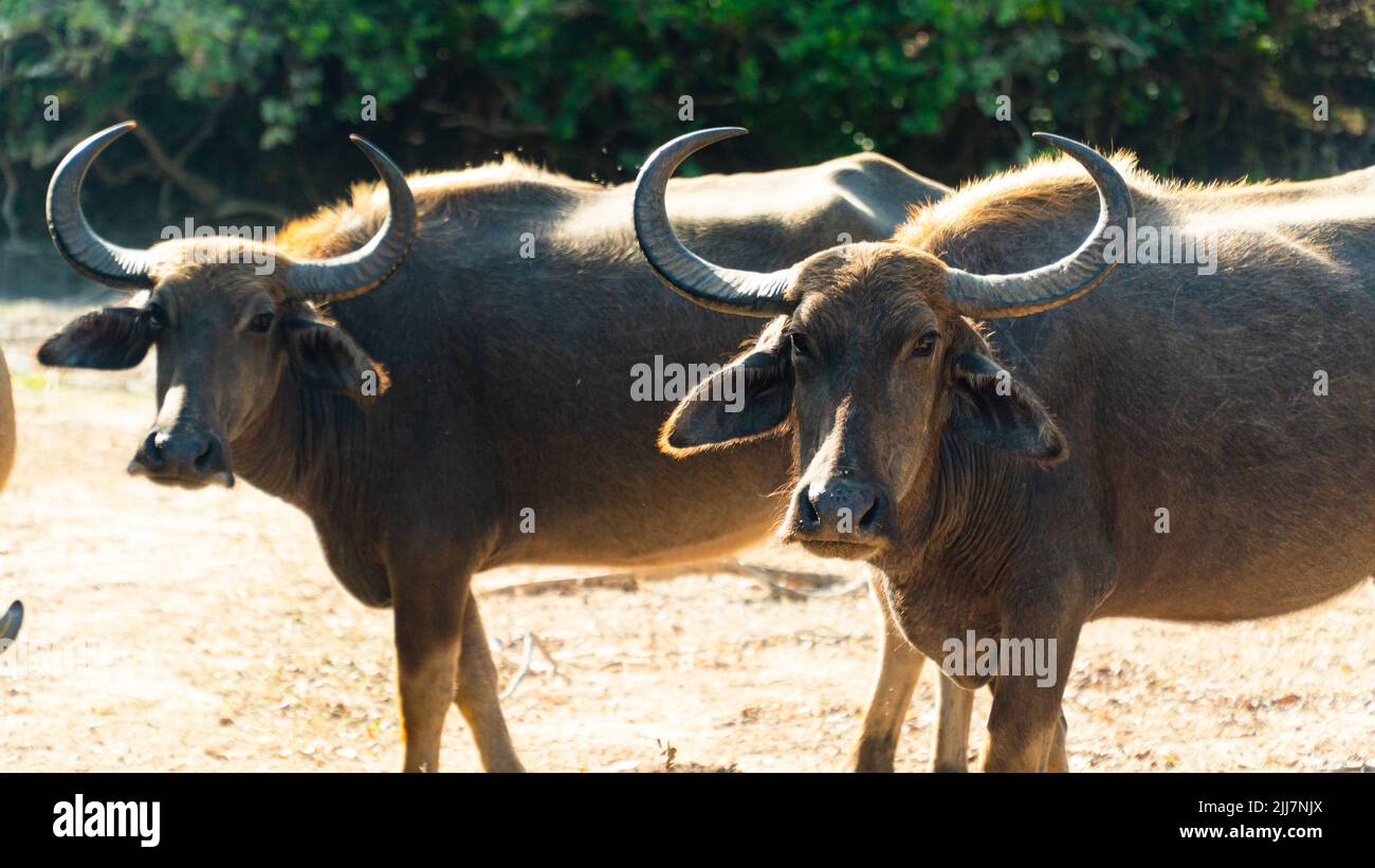 Buffaloes in the national park of Sri Lanka Stock Photo - Alamy