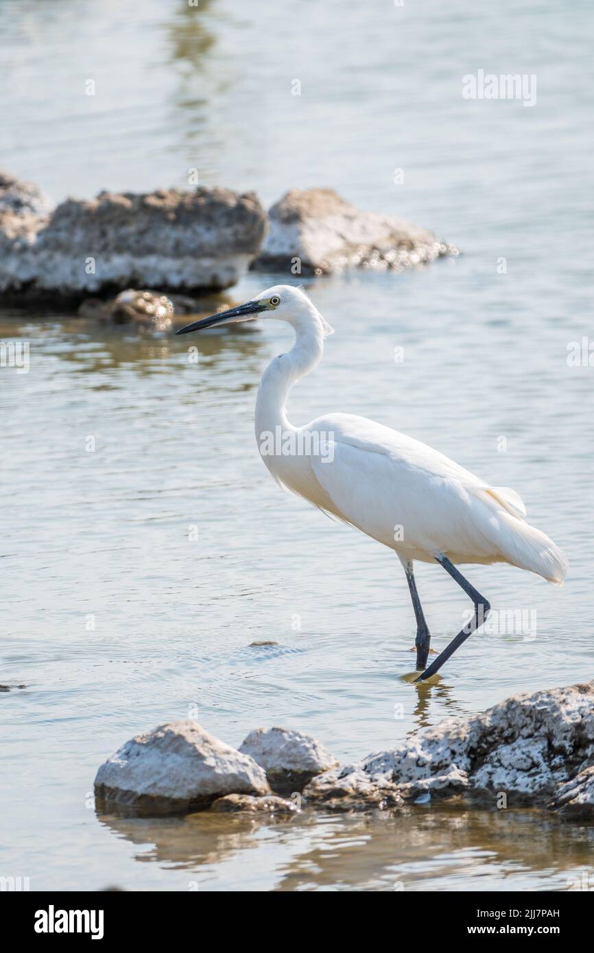 The small white heron or Little egret stands in the lake. Small White ...