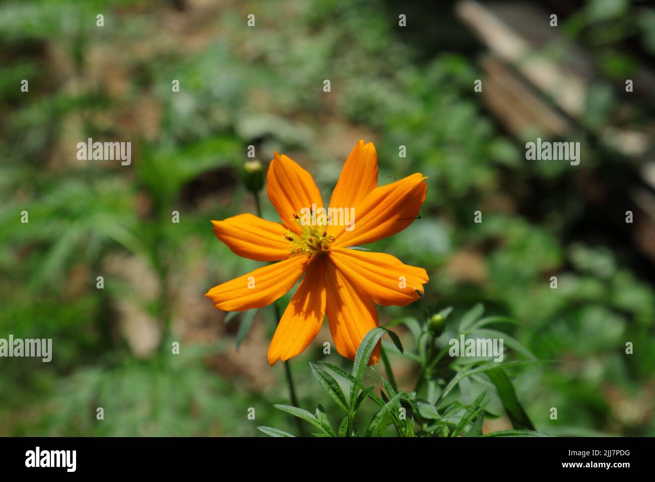 Close up of an orange Sulfur Cosmos (Cosmos Sulphureus) flower with ...