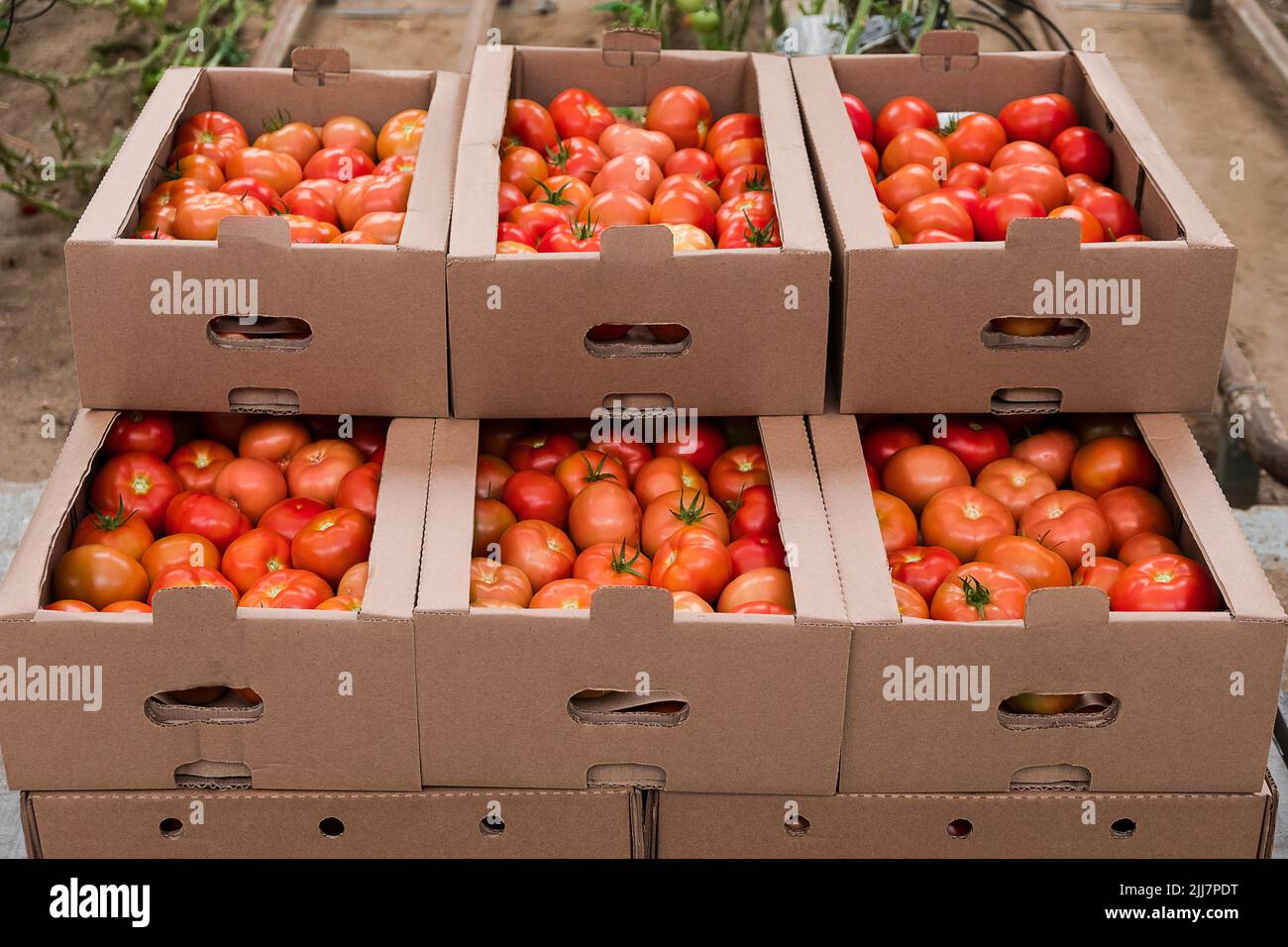 Box of Fresh ripe red tomatoes. Organic vegetables, small local farm ...