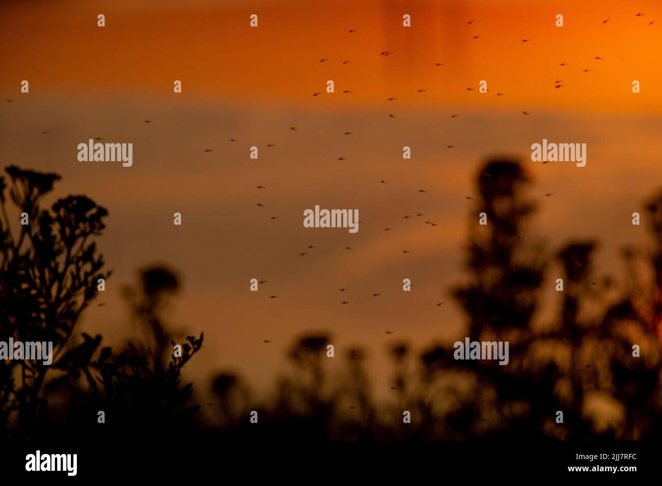 Midges hi-res stock photography and images - Alamy