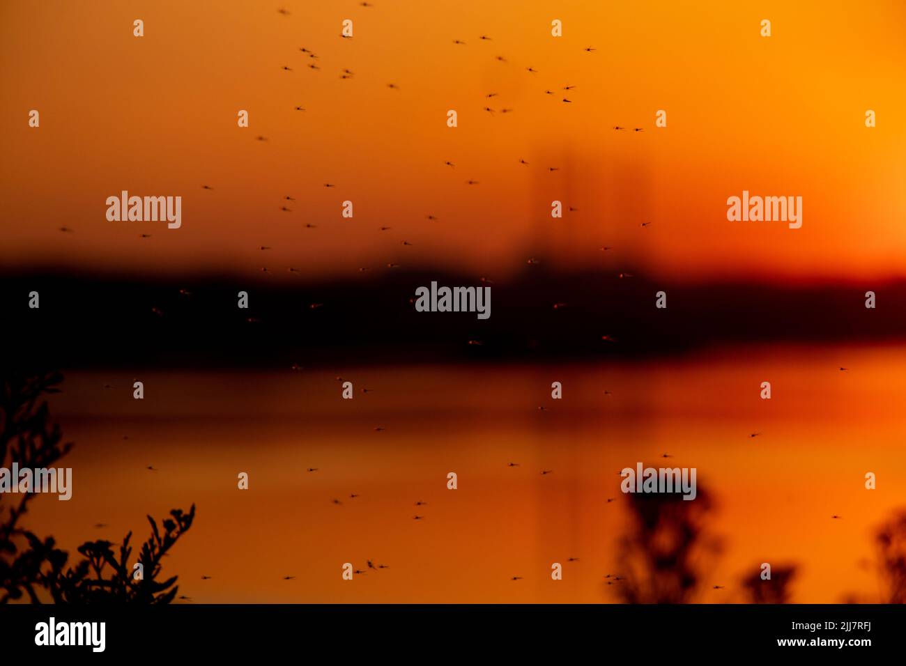 Swarm of midges hi-res stock photography and images - Alamy