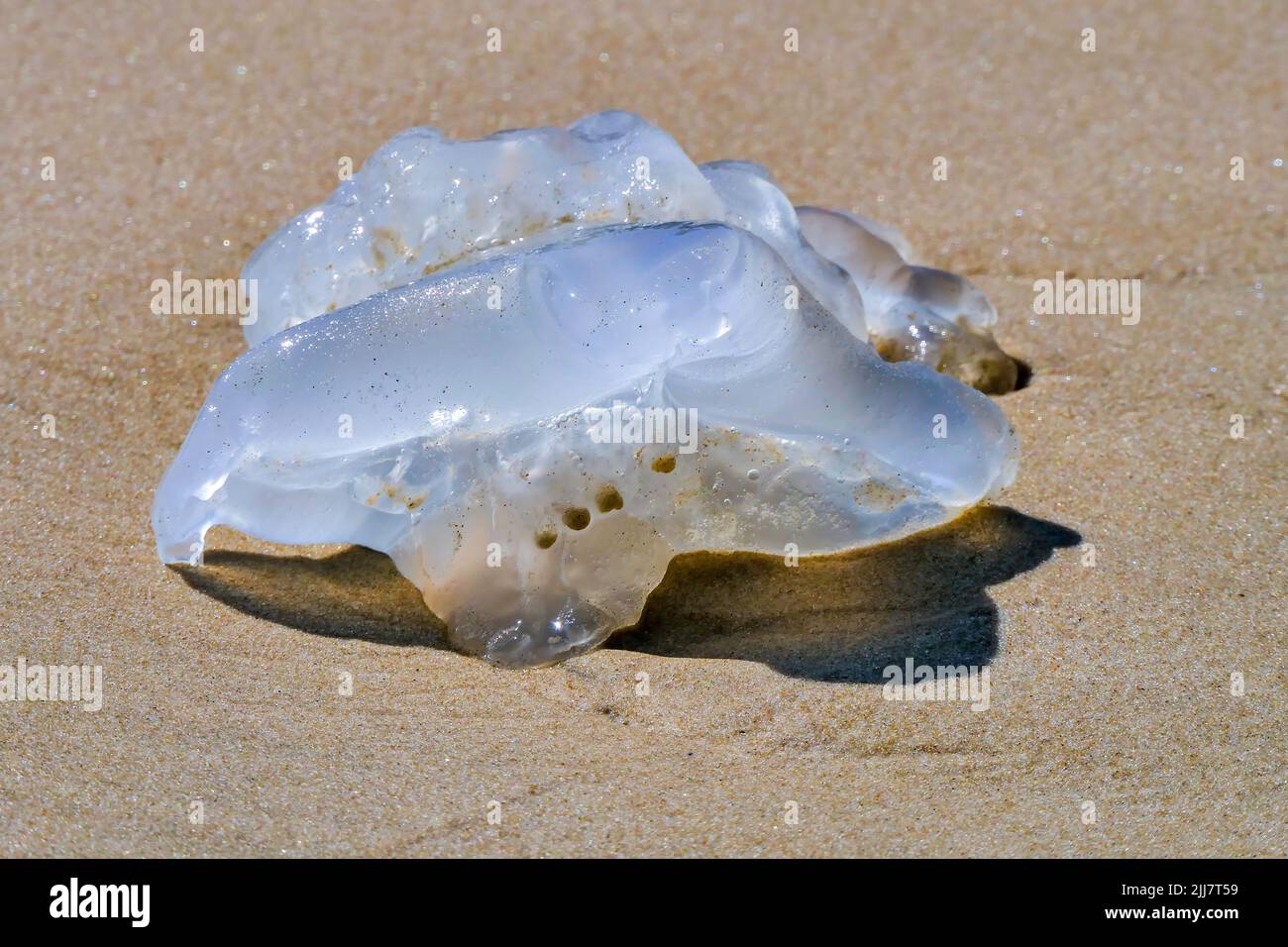 Sea jellyfish closeup on the coastal sand. Mediterranean sea beach ...
