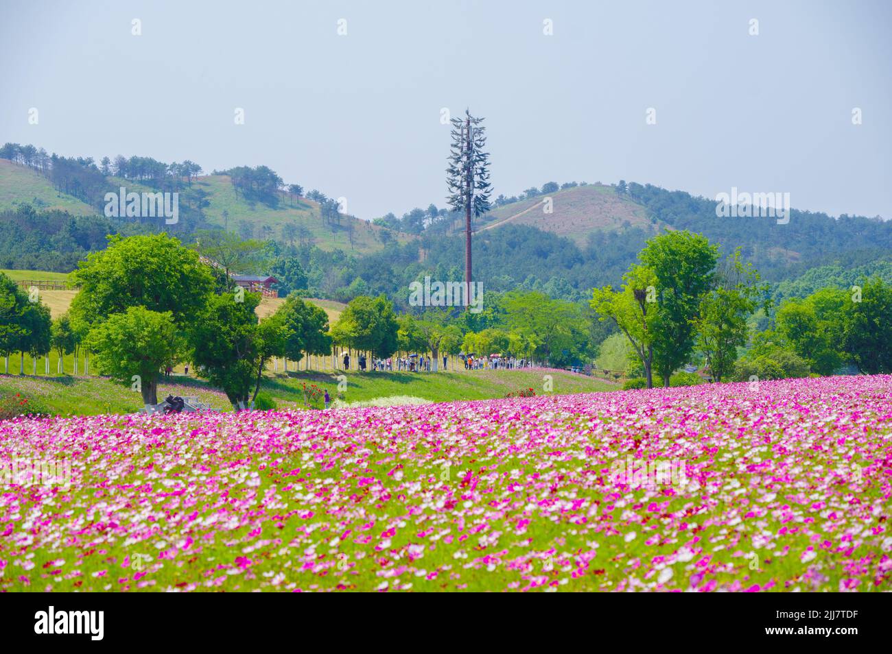 Early Summer scenery of Mulan grassland Scenic spot in Wuhan, Hubei ...