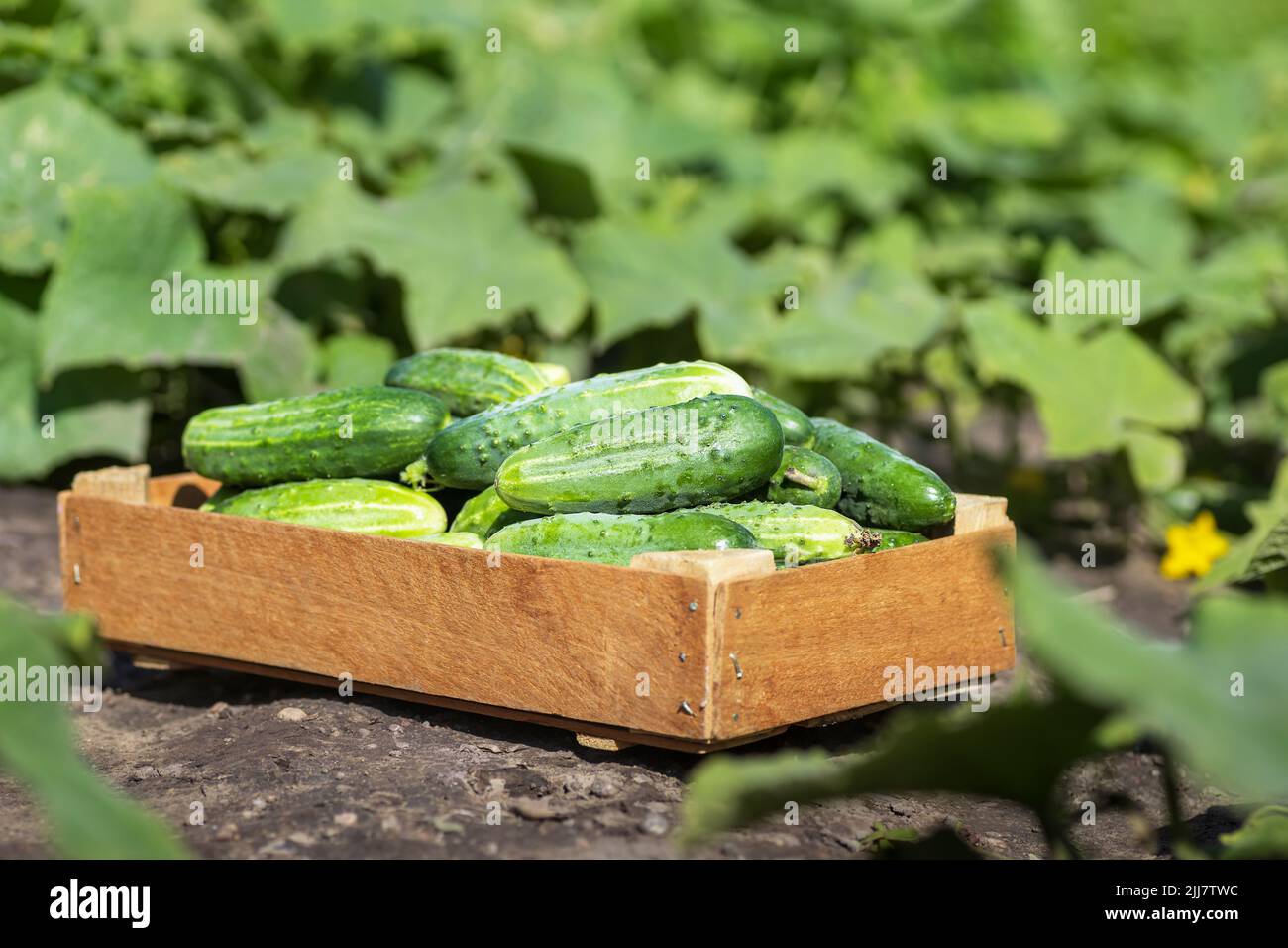 Growing cucumbers in wooden hi-res stock photography and images - Alamy