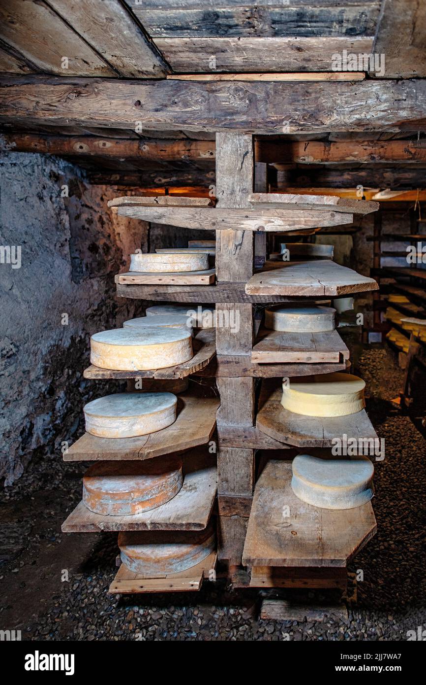 The maturation of native alpine cow's milk cheeses in northern Italy ...