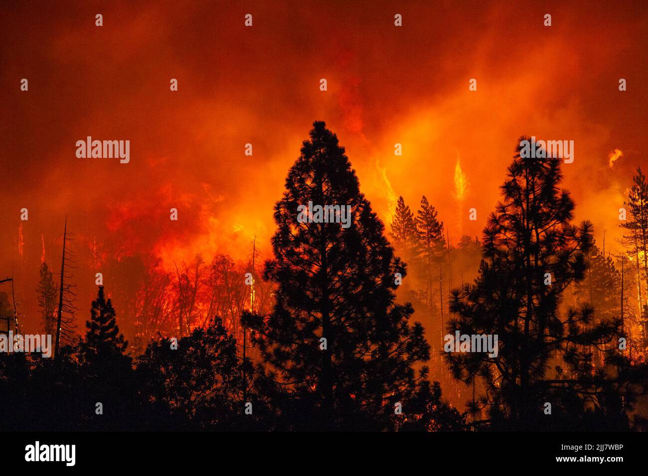 Mariposa, California, USA. 23rd July 2022. Trees torch as the Oak Fire ...