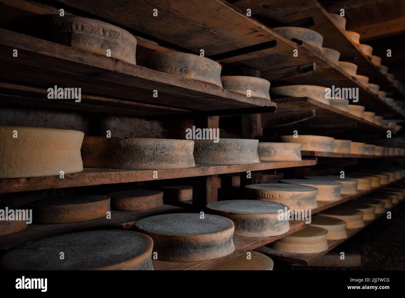 The maturation of cheeses from the Orobian Alps. of controlled and ...