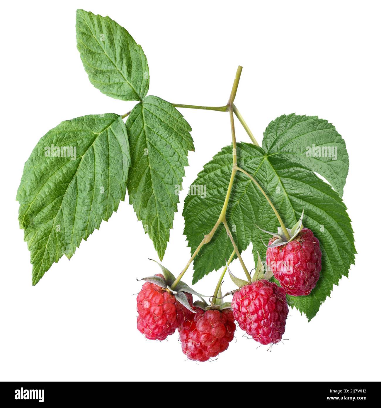 branch of ripe raspberries with leaves isolated Stock Photo - Alamy