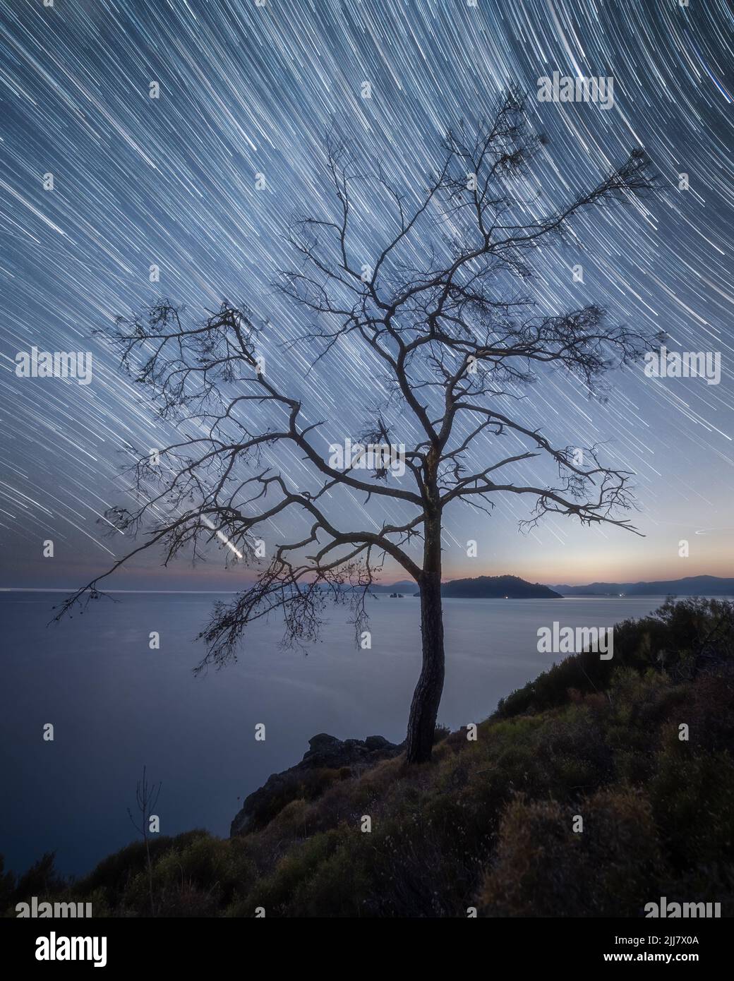 The falling stars over the sea with leafless tree and grassy coast in ...