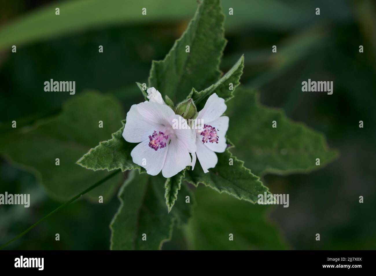 Wild flower Althaea officinalis in the garden Stock Photo - Alamy