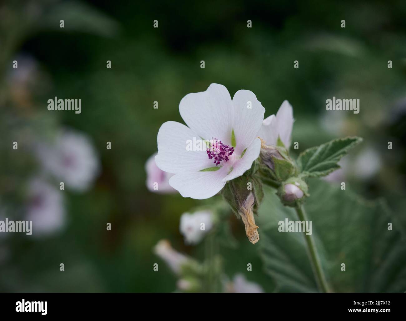Wild flower Althaea officinalis in the garden Stock Photo - Alamy