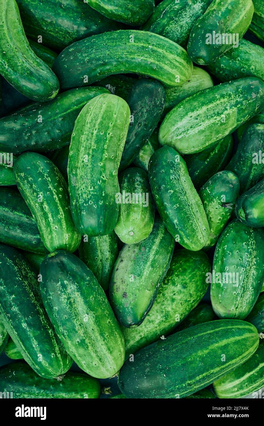 Organic cucumber cucumbers hi-res stock photography and images - Alamy