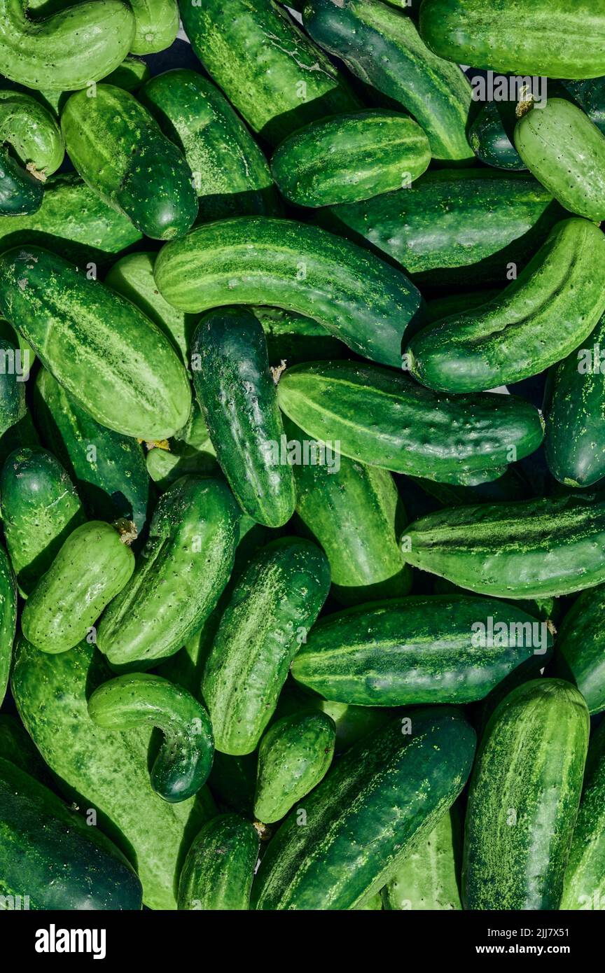 Harvesting cucumbers hi-res stock photography and images - Alamy