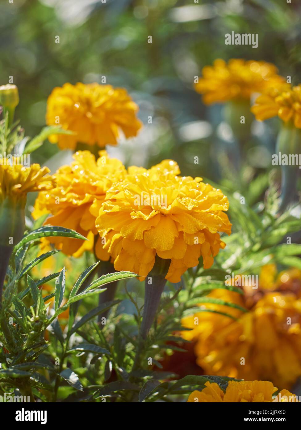 Tagetes erecta ornamental and medicinal plant with orange and yellow ...