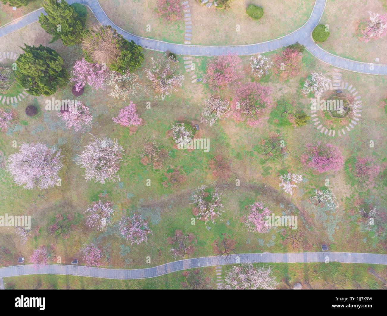 Spring plum blossoms and park scenery in East Lake Plum Garden in Wuhan ...