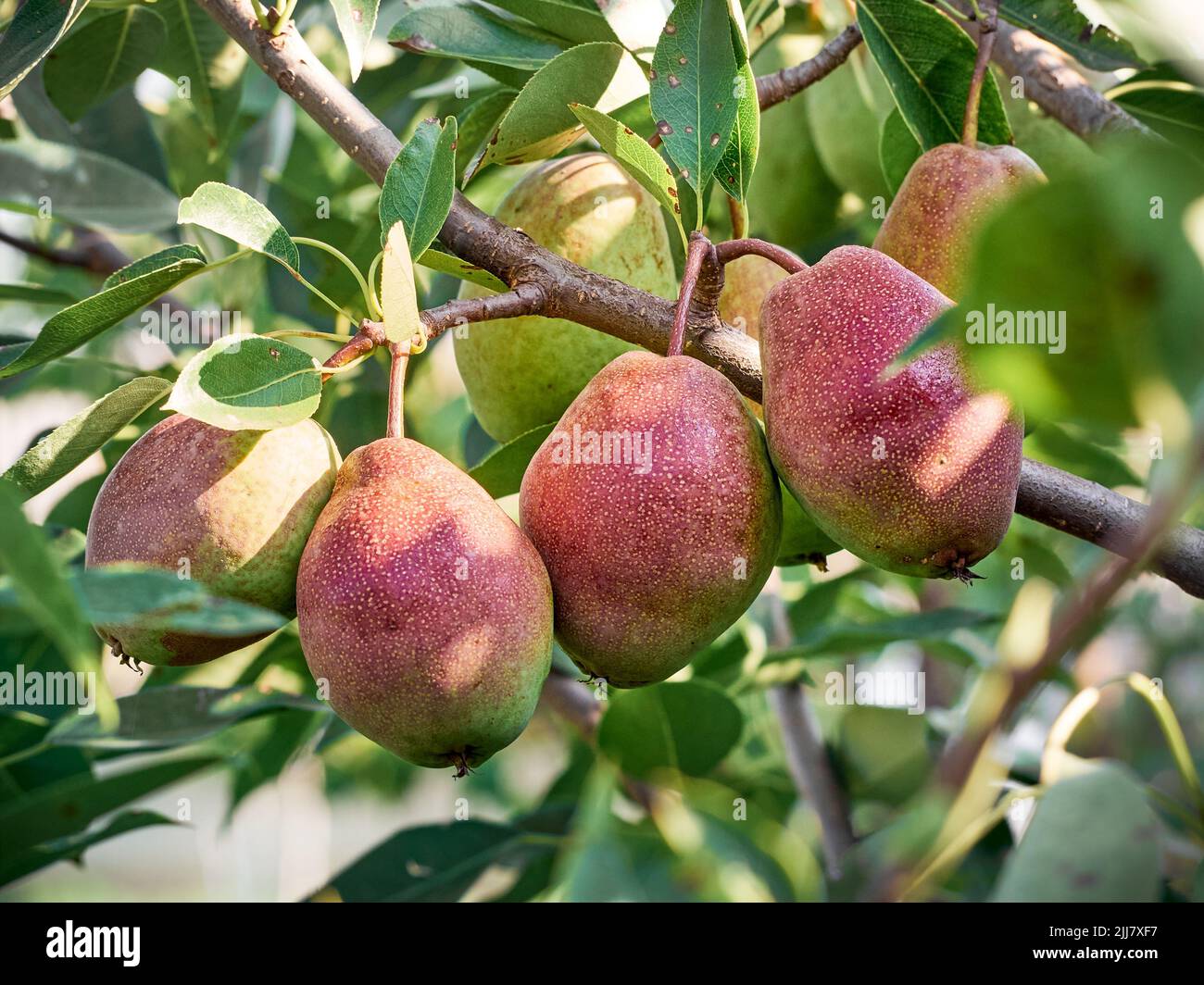 Pear organic tree hi-res stock photography and images - Alamy