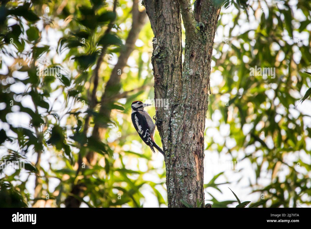 Great spotted woodpecker (Dendrocopos major) pecking in a tree Stock ...