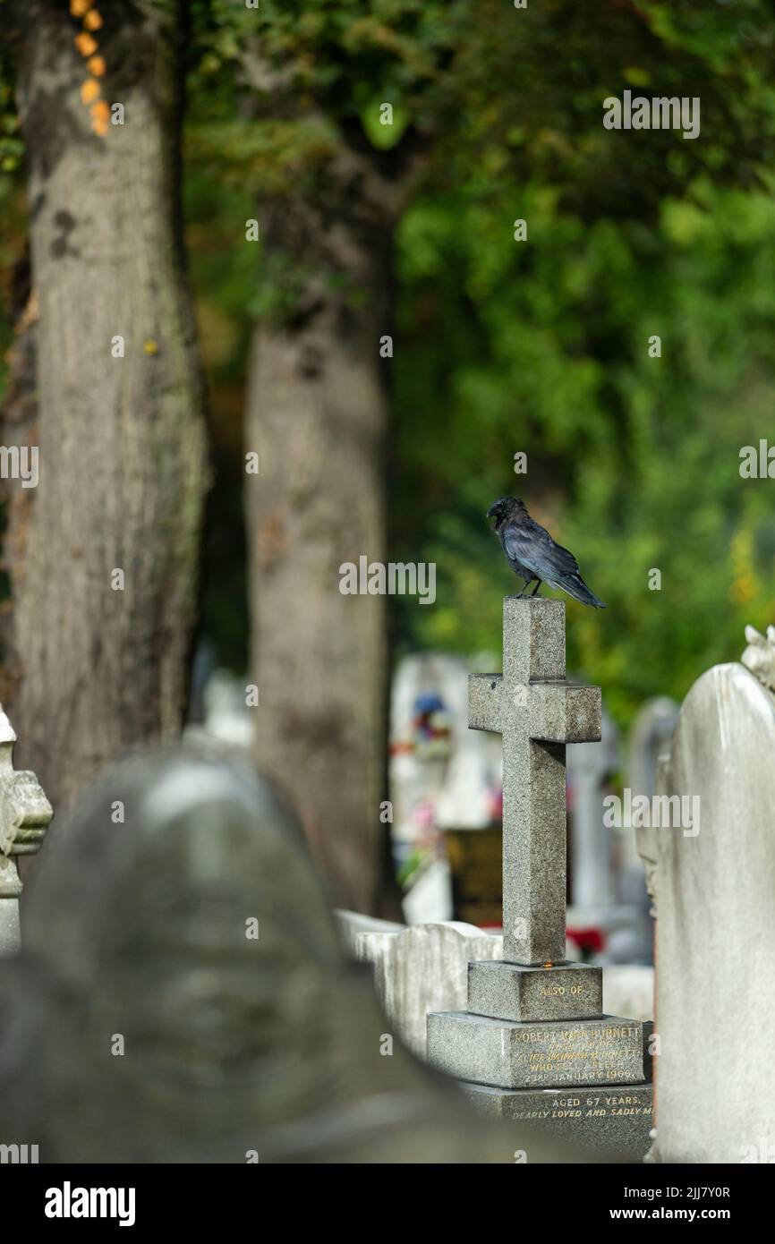 Crows cemetery hi-res stock photography and images - Alamy