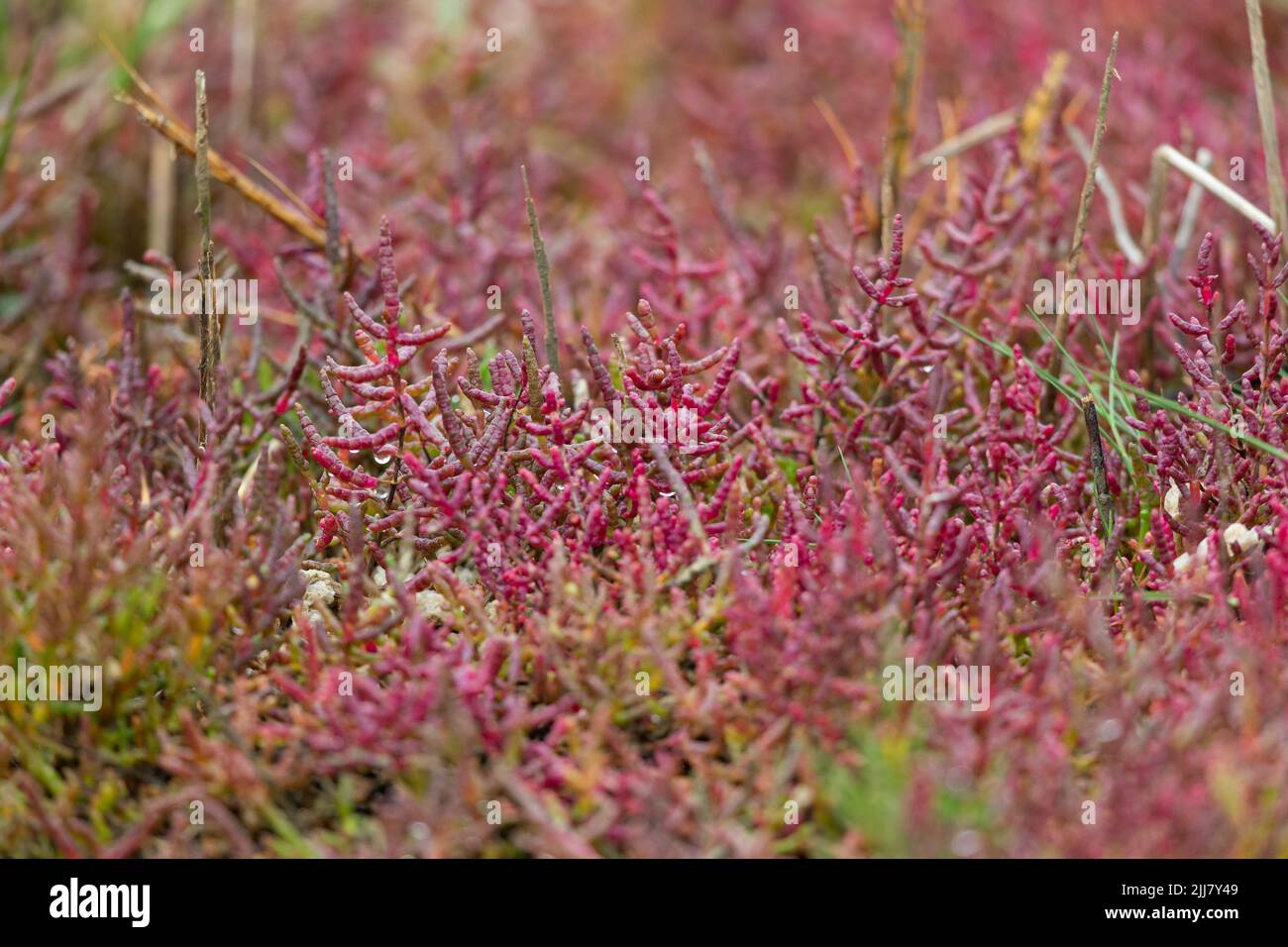 Common glasswort Salicornia europaea disarticulata, Keyhaven, Hampshire ...