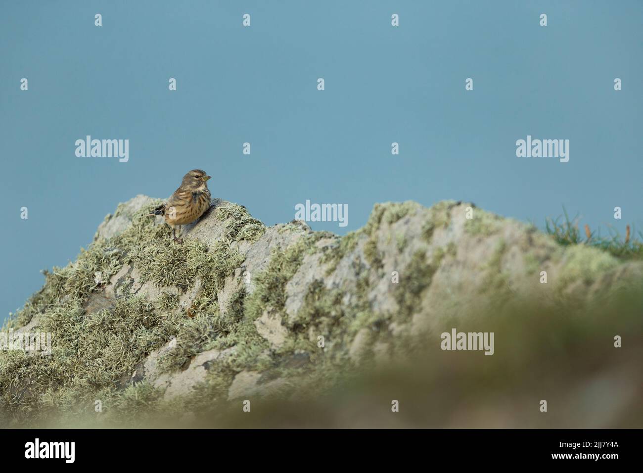 Rspb south stack autumn hi-res stock photography and images - Alamy